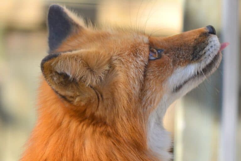 Are foxes dangerous? Fearsome or Friendly? – Nature and Wildlife TV ...