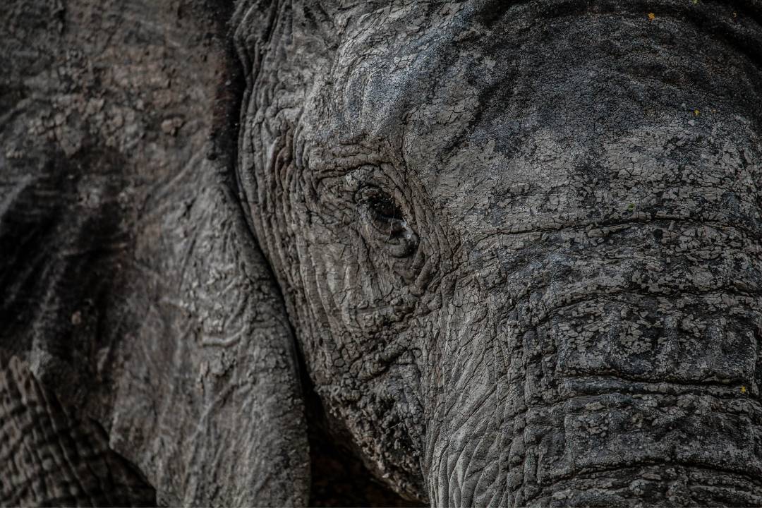 What Color Are Elephant Eyes? Common & Rare Colors Explained