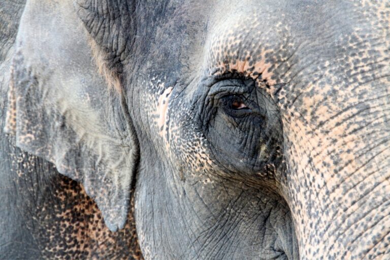 What Color Are Elephant Eyes? Common & Rare Colors Explained