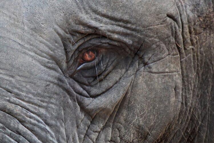 What Color Are Elephant Eyes? Common & Rare Colors Explained