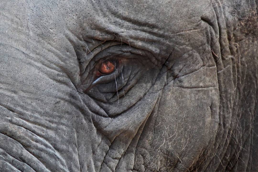 What Color Are Elephant Eyes? Common & Rare Colors Explained