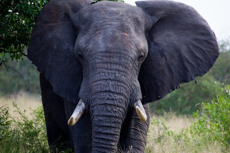 Unveiling the Mystery: Why Do Elephants Flap Their Ears?