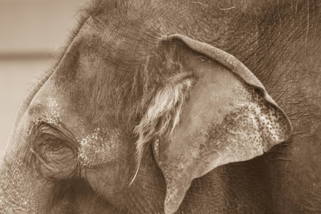 Why Do Elephants Flap Their Ears? The Surprising Science Behind ...