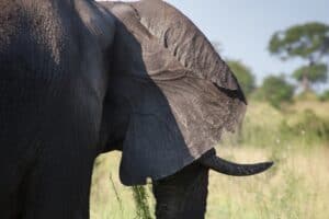 Why Do Elephants Flap Their Ears? The Surprising Science Behind ...