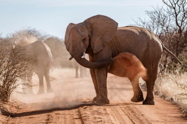 Why Do Elephants Throw Dirt on Themselves? Science Explaine