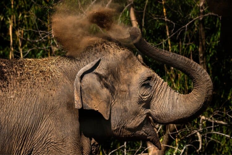 Why Do Elephants Throw Dirt on Themselves? Science Explaine