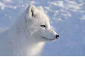 What color is a fox? Decoding the true colors of foxes – Nature and ...