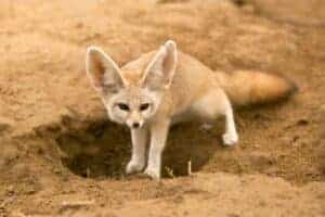 What color is a fox? Decoding the true colors of foxes – Nature and ...