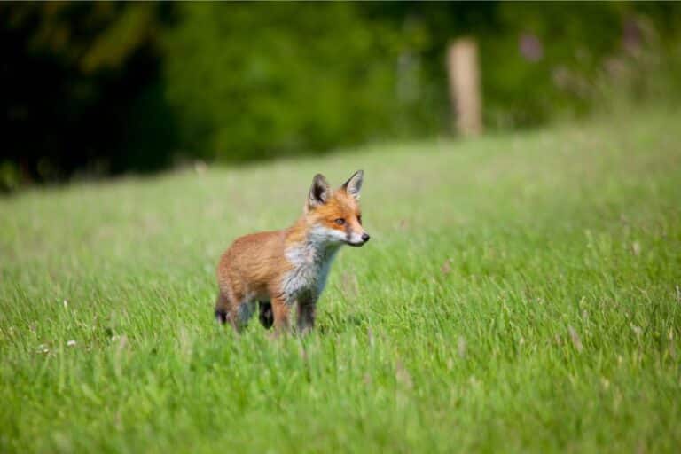 What color is a fox? Decoding the true colors of foxes – Nature and ...