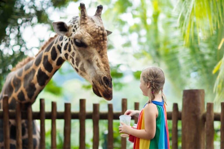 Are Giraffes Friendly? Unveiling the Gentle Giants’ Nature – Nature and ...