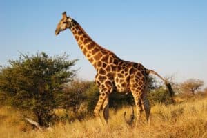 Can Giraffes Jump? Unveiling the Mystery of the Long-Necked – Nature ...
