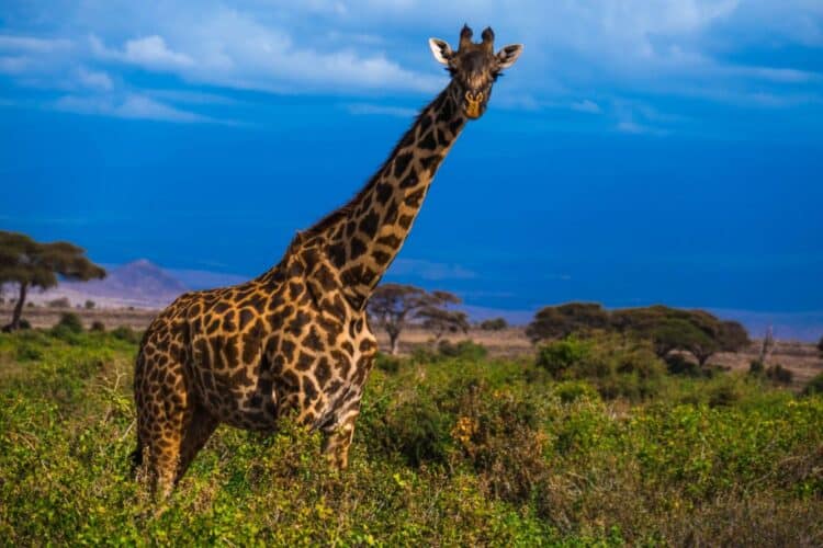 Can Giraffes Jump? Unveiling the Mystery of the Long-Necked – Nature ...
