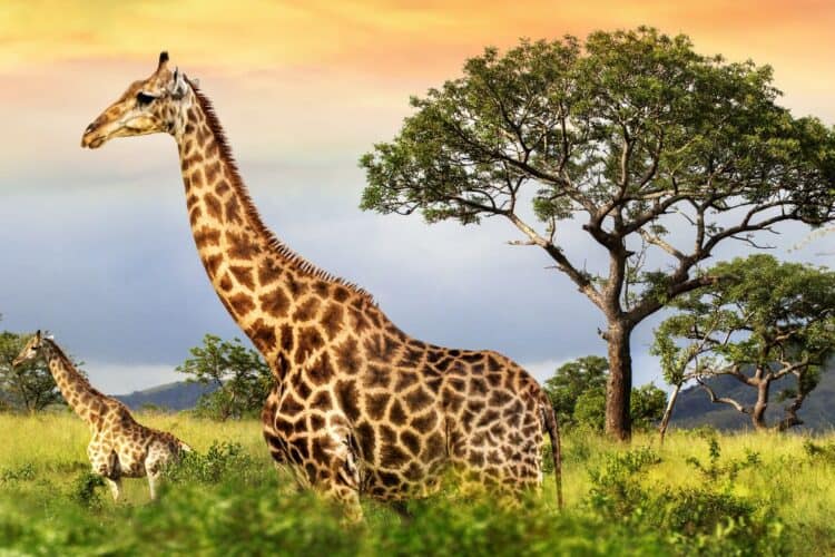 Can Giraffes Jump? Unveiling the Mystery of the Long-Necked – Nature ...