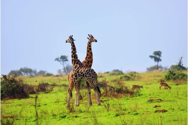 Can Giraffes Jump? Unveiling the Mystery of the Long-Necked – Nature ...