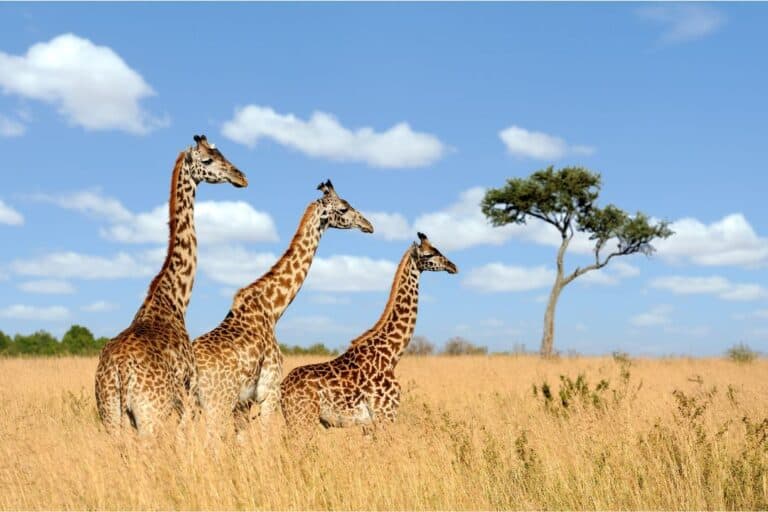 How fast is a giraffe? Uncovered Their Speed