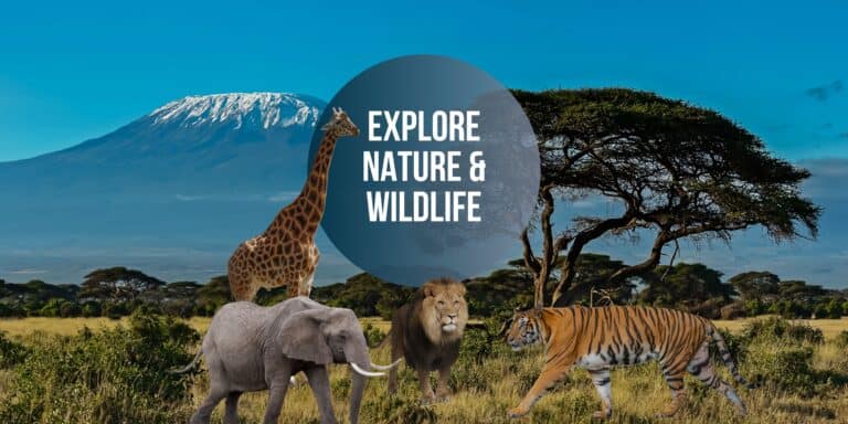 Nature and Wildlife TV – Explore & Learn About Wildlife