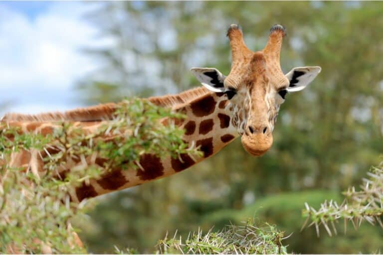What are the colors of a giraffe? Beyond Spots and Stripes – Nature and ...