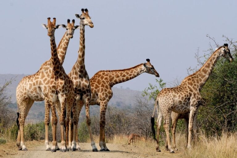 What is a Giraffe Group Called? The Towering Secrets! – Nature and ...