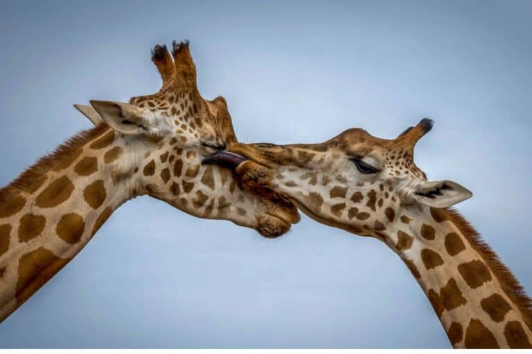 What is a Giraffe Group Called? The Towering Secrets! – Nature and Wildlife TV – Explore & Learn ...