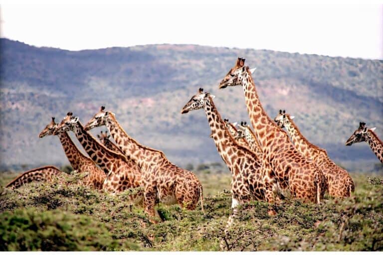 What is a Giraffe Group Called? The Towering Secrets! – Nature and ...