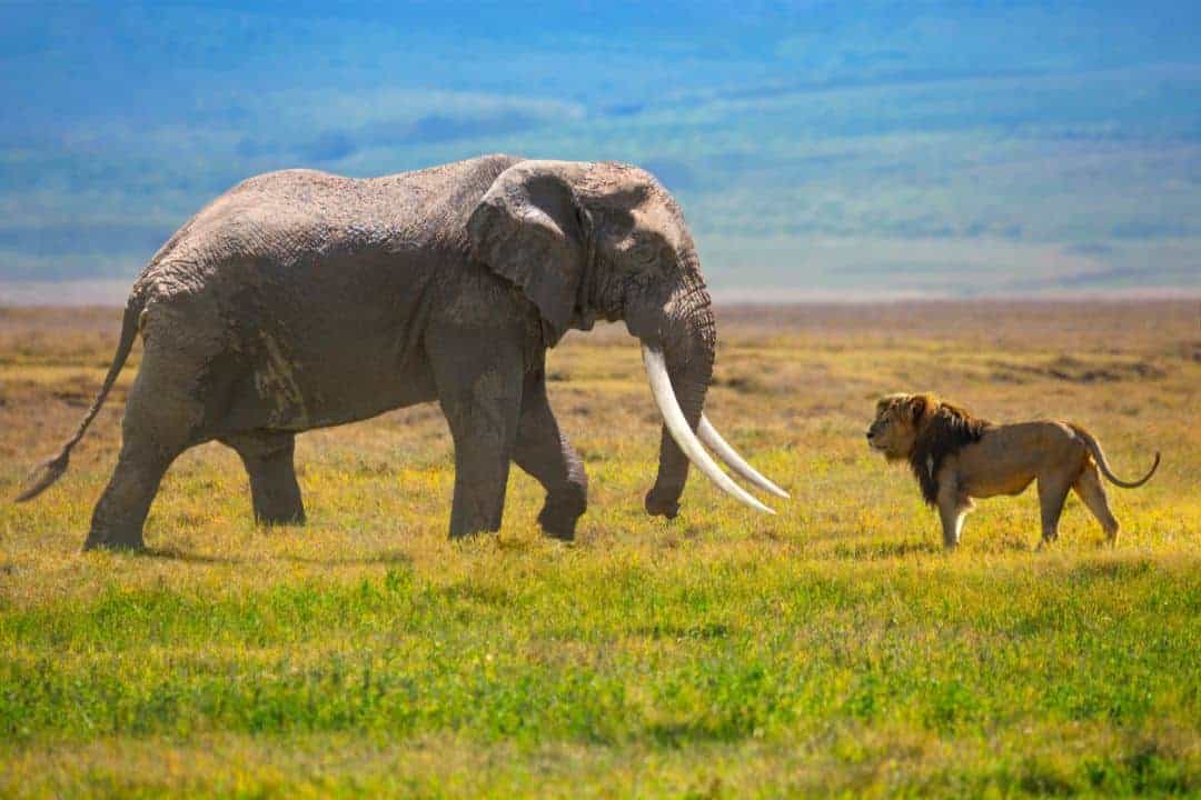 How High Can a Lion Jump? Unleashing the King's Leap - Nature and ...