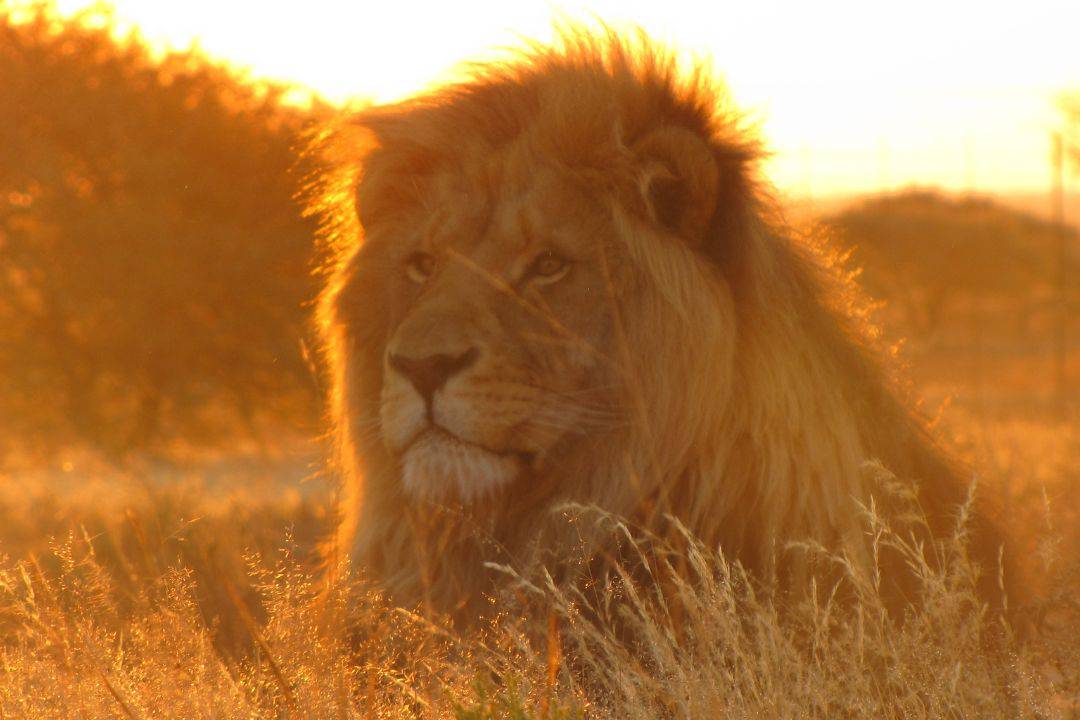 Are Tigers Really Bigger Than Lions? An In-depth Analysis - Nature and ...