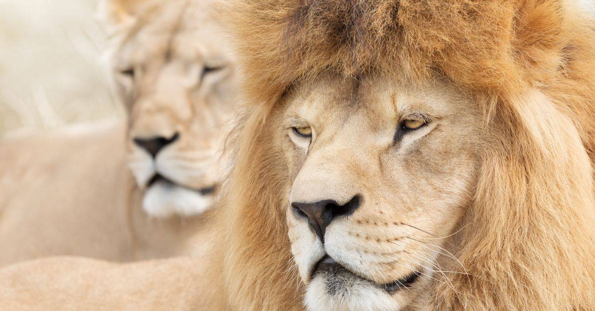 Unveiling the Spectrum: What Are the Colors of a Lion? - Nature and ...