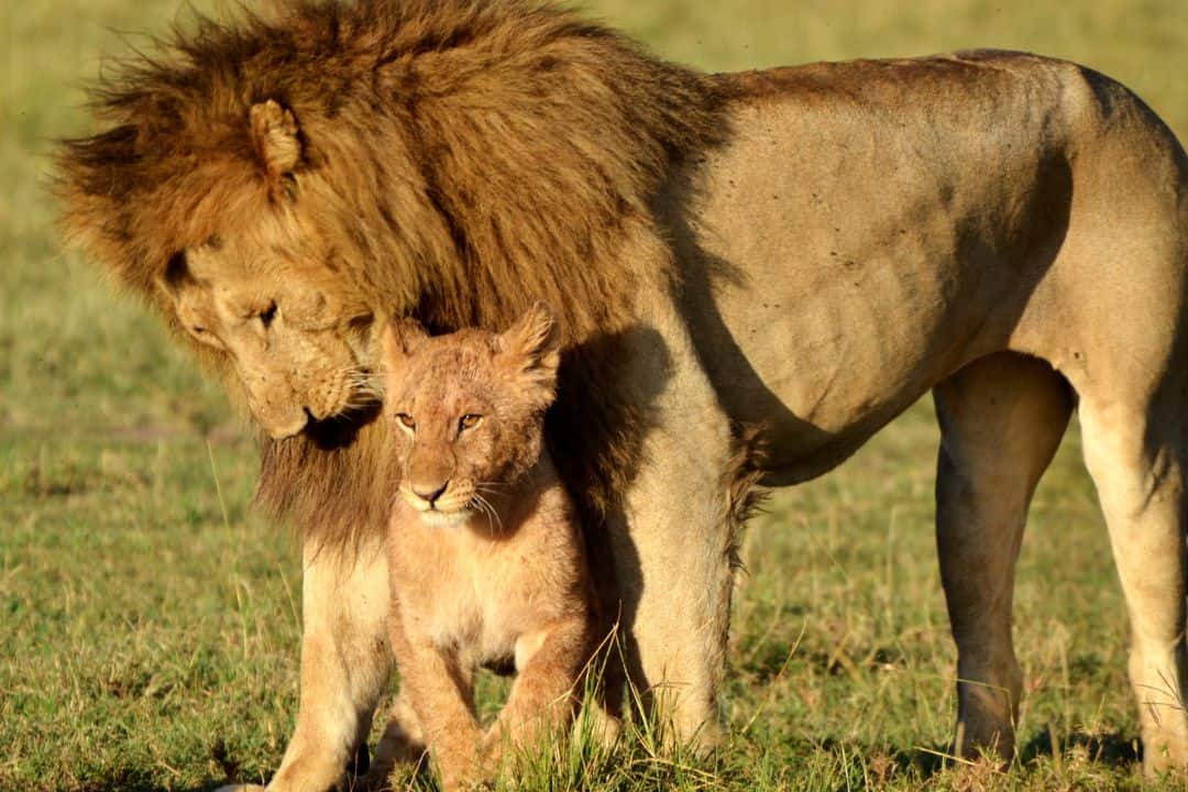 Unraveling The Pride: What Is A Group Of Lions Called?