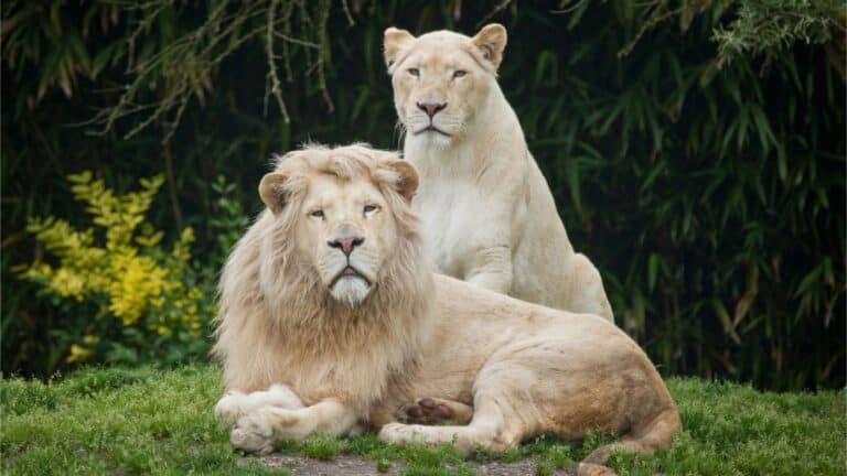 Lion Fur Colors: Variations, Influences, and Significance – Nature and ...