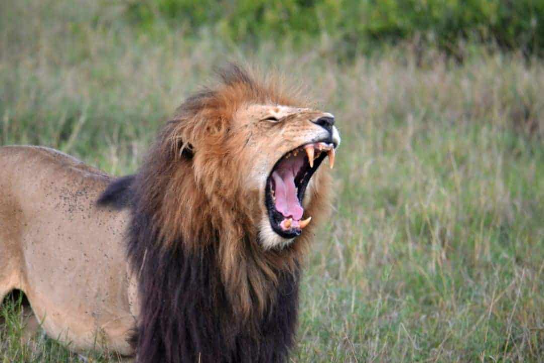 Why Does a Lion Roar? Unveiling the King's Symphony - Nature and ...