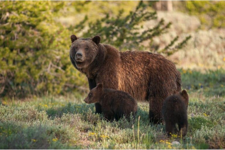 Are there grizzly bears in Colorado? Unveiling the Facts – Nature and ...