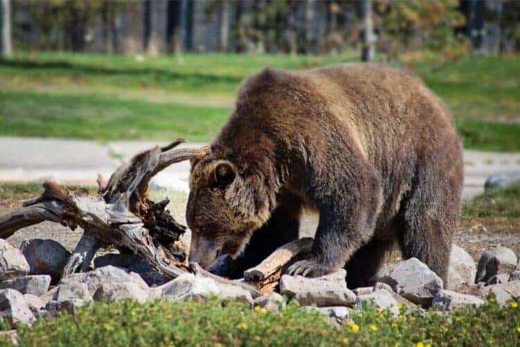 How Far Can a Bear Smell? Exploring Nature’s Super Sniffer! – Nature ...