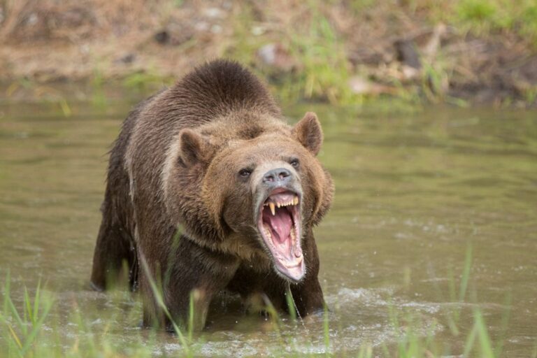 Which bear is the most dangerous? Unveiling Nature’s True Titan ...