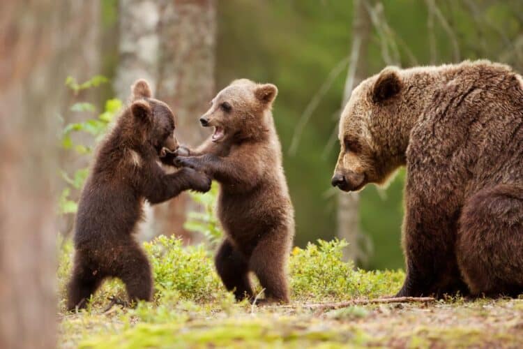 What is a group of bears called? Decoding Bear Group Names – Nature and ...