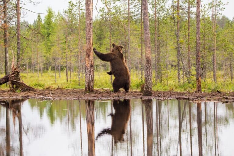 Bear-y Curious: Are There Bears in Alabama? – Nature and Wildlife TV ...