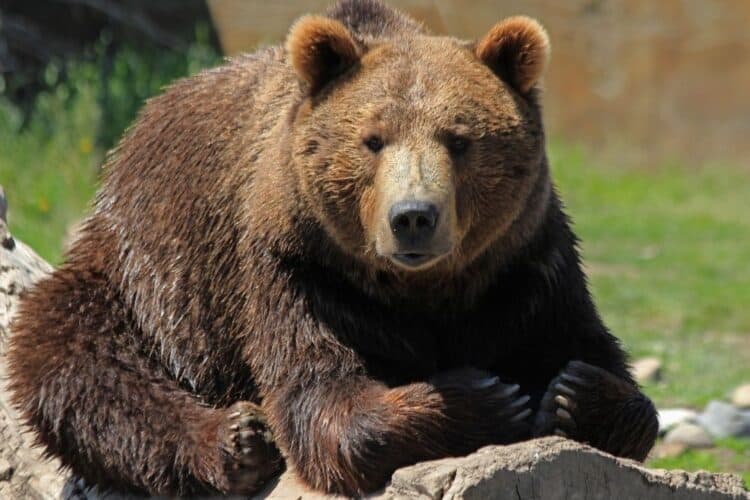 Are There Bears in Iowa? Exploring Iowa’s Bear Mystery – Nature and ...