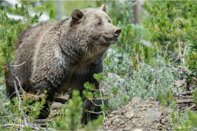 Are There Bears in Iowa? Exploring Iowa’s Bear Mystery – Nature and ...