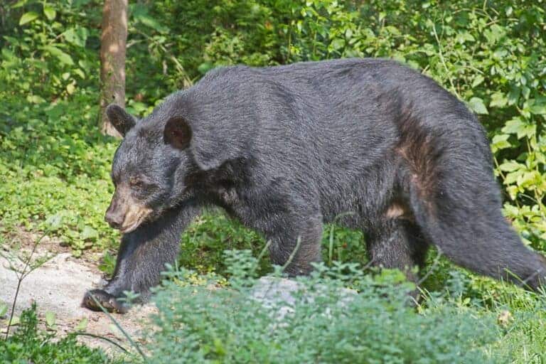 Are There Bears in New York? Discover the Untold Truth – Nature and ...