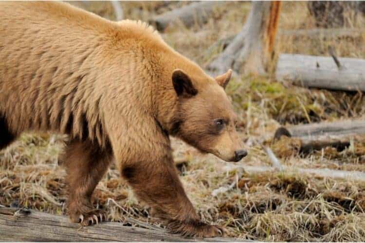 Are There Bears in New York? Discover the Untold Truth – Nature and ...