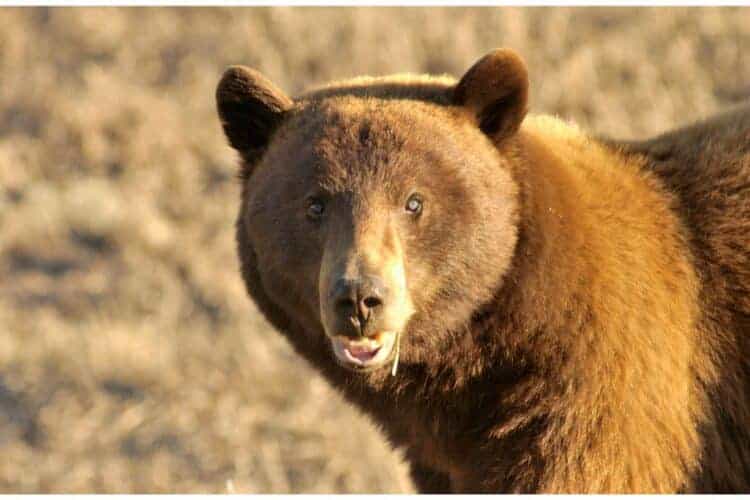 Are There Bears in New York? Discover the Untold Truth – Nature and ...