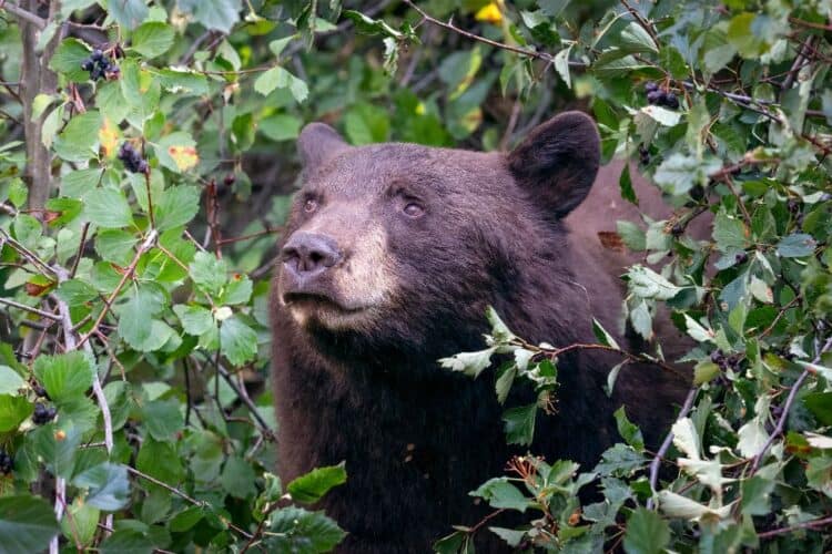 Unearthing the Mystery: Are There Bears in Kansas? - Nature and Wildlife TV