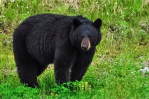 Are there bears in South Carolina? Unlocking the Mystery – Nature and ...