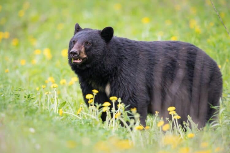 Are there bears in South Carolina? Unlocking the Mystery