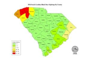 Are there bears in South Carolina? Unlocking the Mystery – Nature and ...