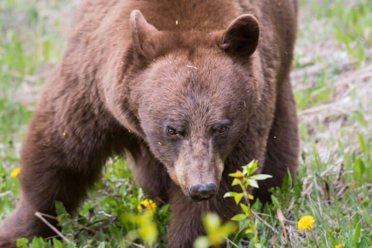 Are There Bears in Minnesota? Unearthing the Truth – Nature and ...