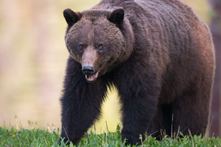 Are There Bears in Minnesota? Unearthing the Truth – Nature and ...