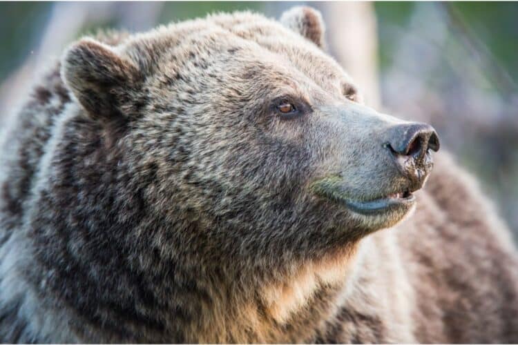 Unveiling the Mystery: Are There Grizzly Bears in Oregon? – Nature and ...