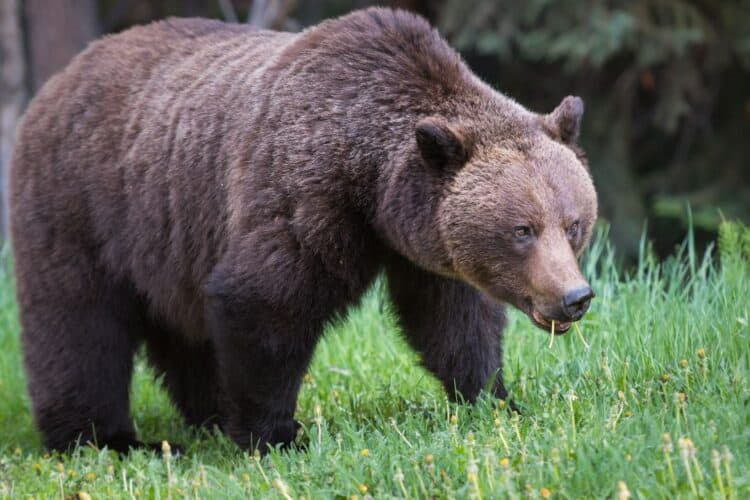 Unveiling the Mystery: Are There Grizzly Bears in Oregon? – Nature and ...