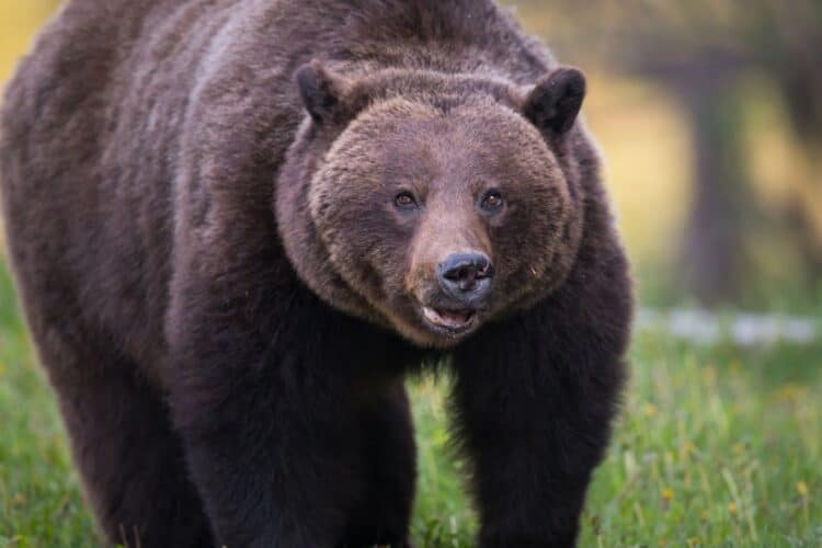 Unveiling the Mystery: Are There Grizzly Bears in Oregon? – Nature and ...
