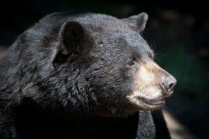 How strong is a bear? Exploring the Power of Nature’s Giants – Nature ...